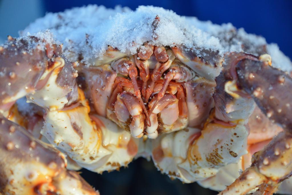 Debout les crabes... la mer monte